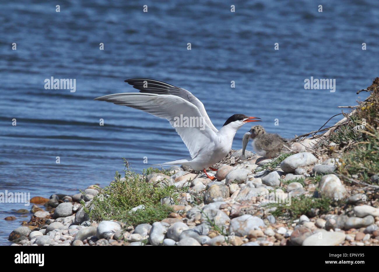 Tern feeding young hi-res stock photography and images - Alamy