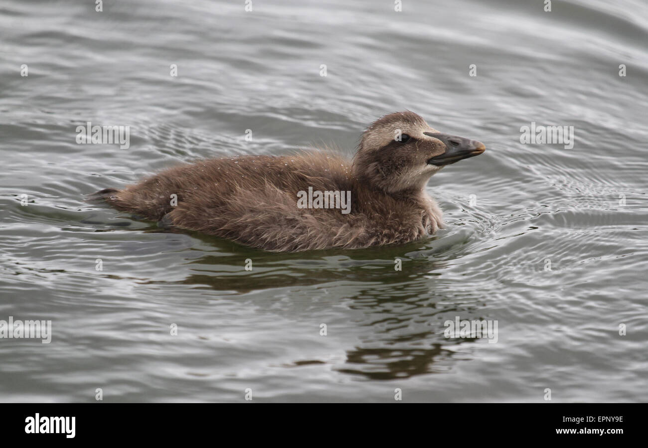 Eider chick swimming Stock Photo - Alamy