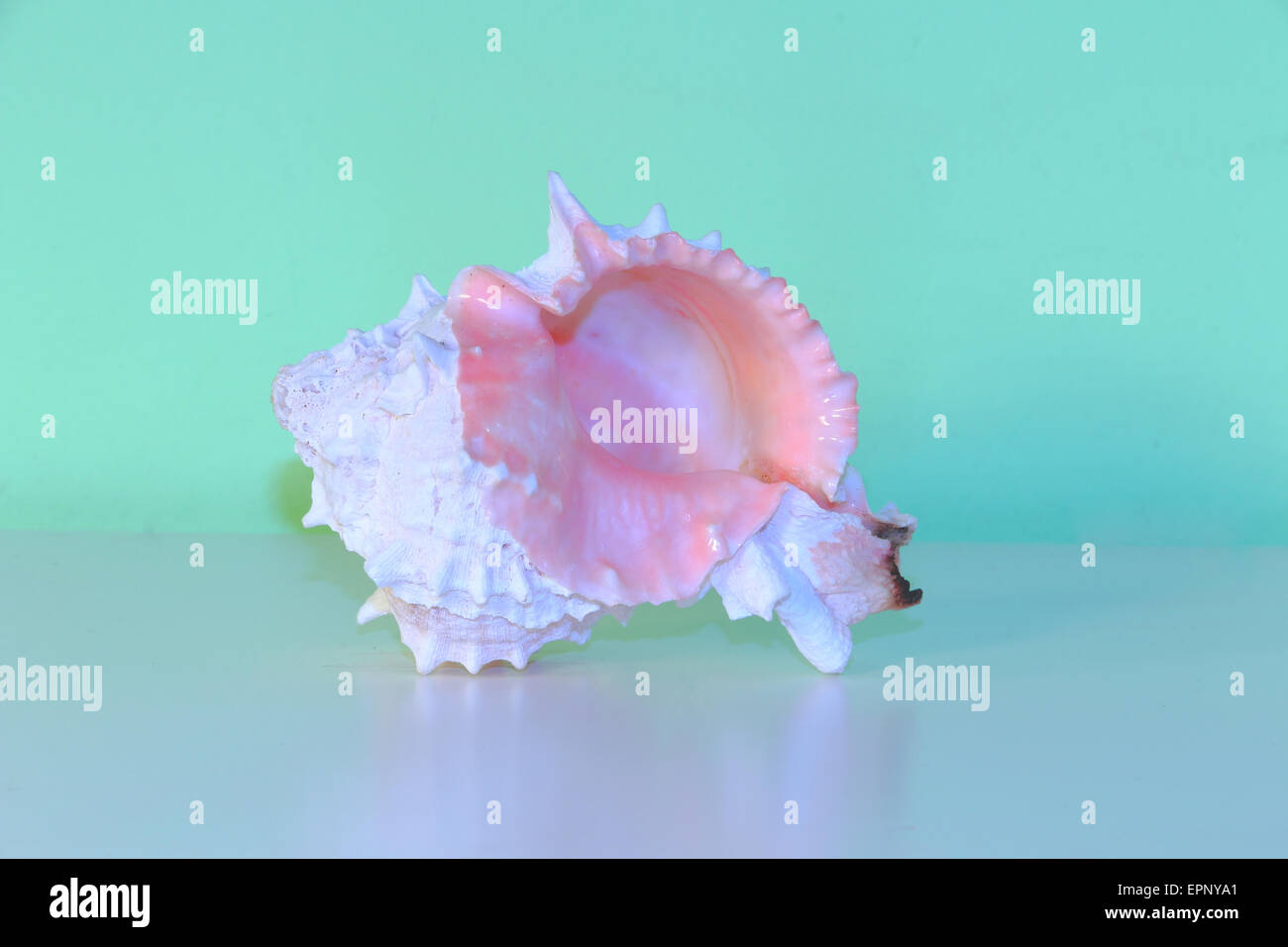 A beautiful pink conch shell with green background Stock Photo - Alamy