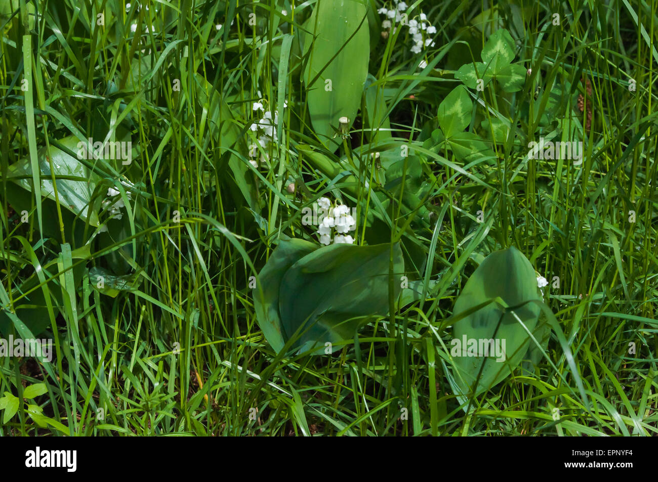 Lily of the Valley after the spring rain Stock Photo - Alamy