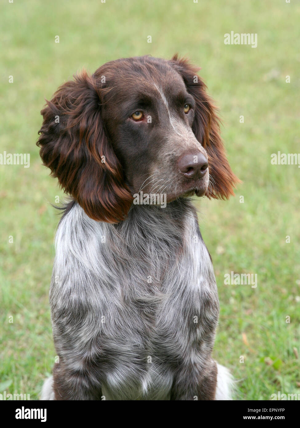 Are German Spaniels Healthy