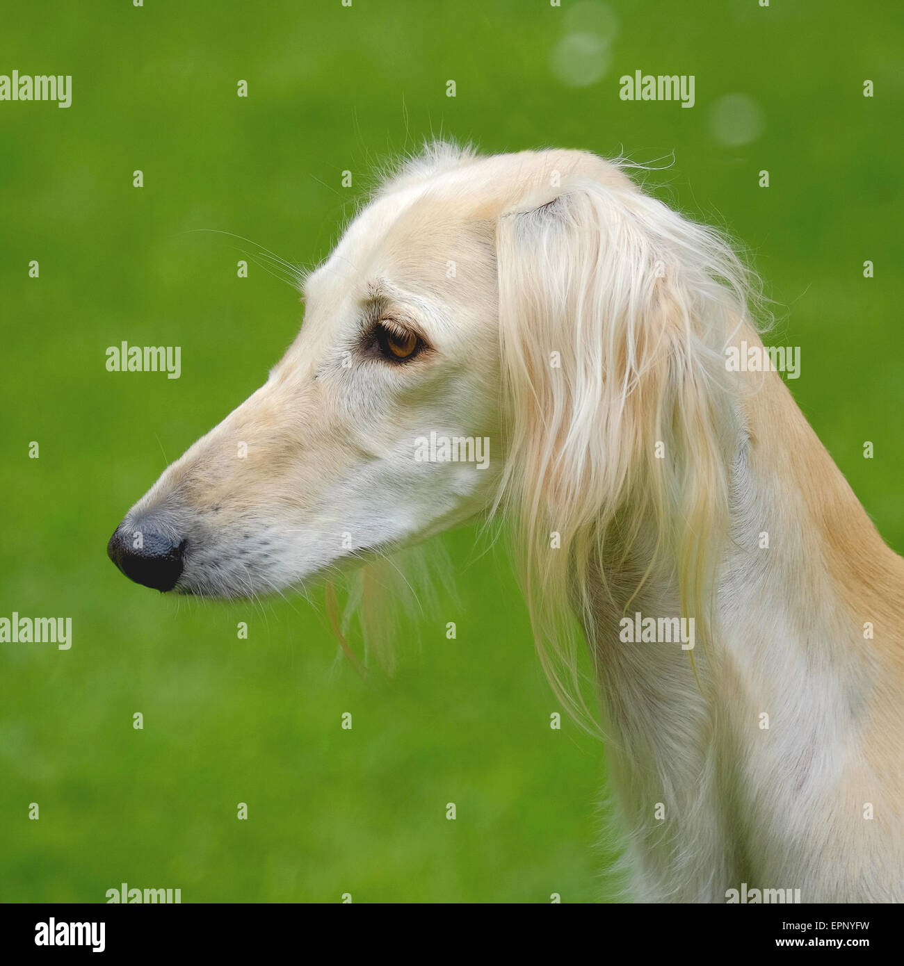 Saluki dog portrait park hi-res stock photography and images - Alamy