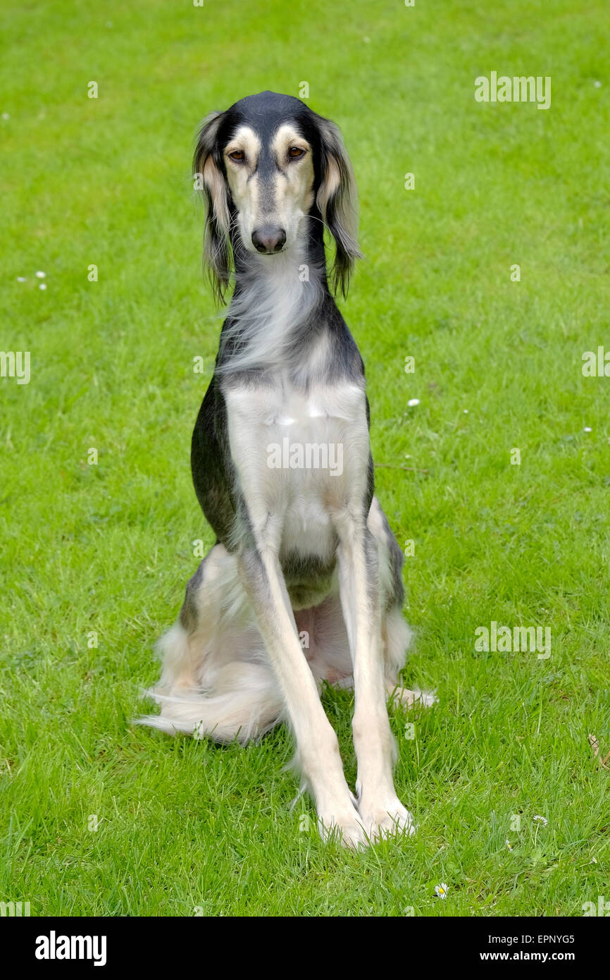 The portrait of Saluki dog in the garden Stock Photo - Alamy