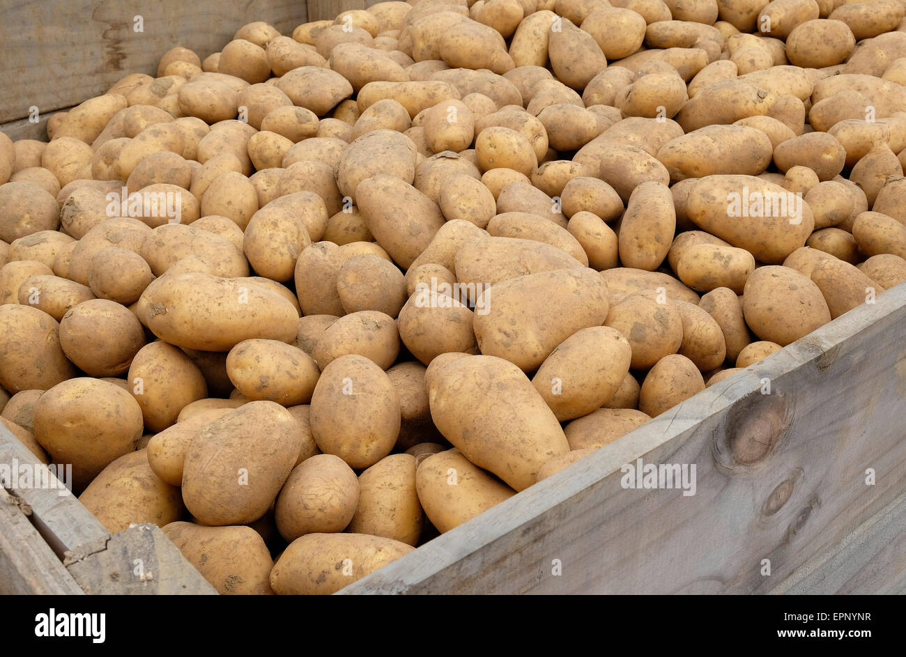 Potato farm hi-res stock photography and images - Alamy