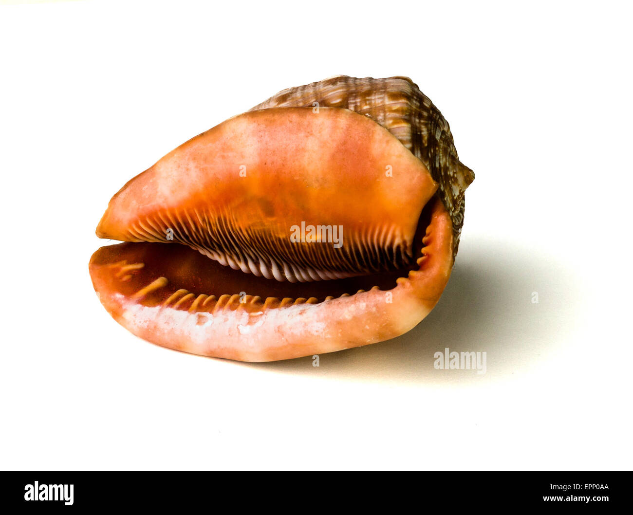 Shell on a white background Stock Photo - Alamy