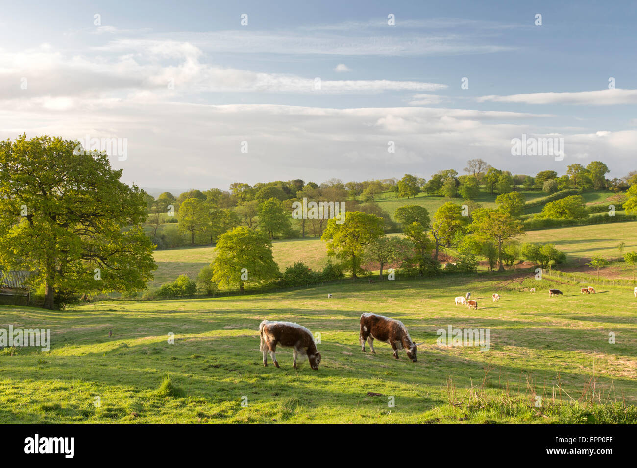 A Springtime morning across Worcestershire countryside near Alvechurch ...