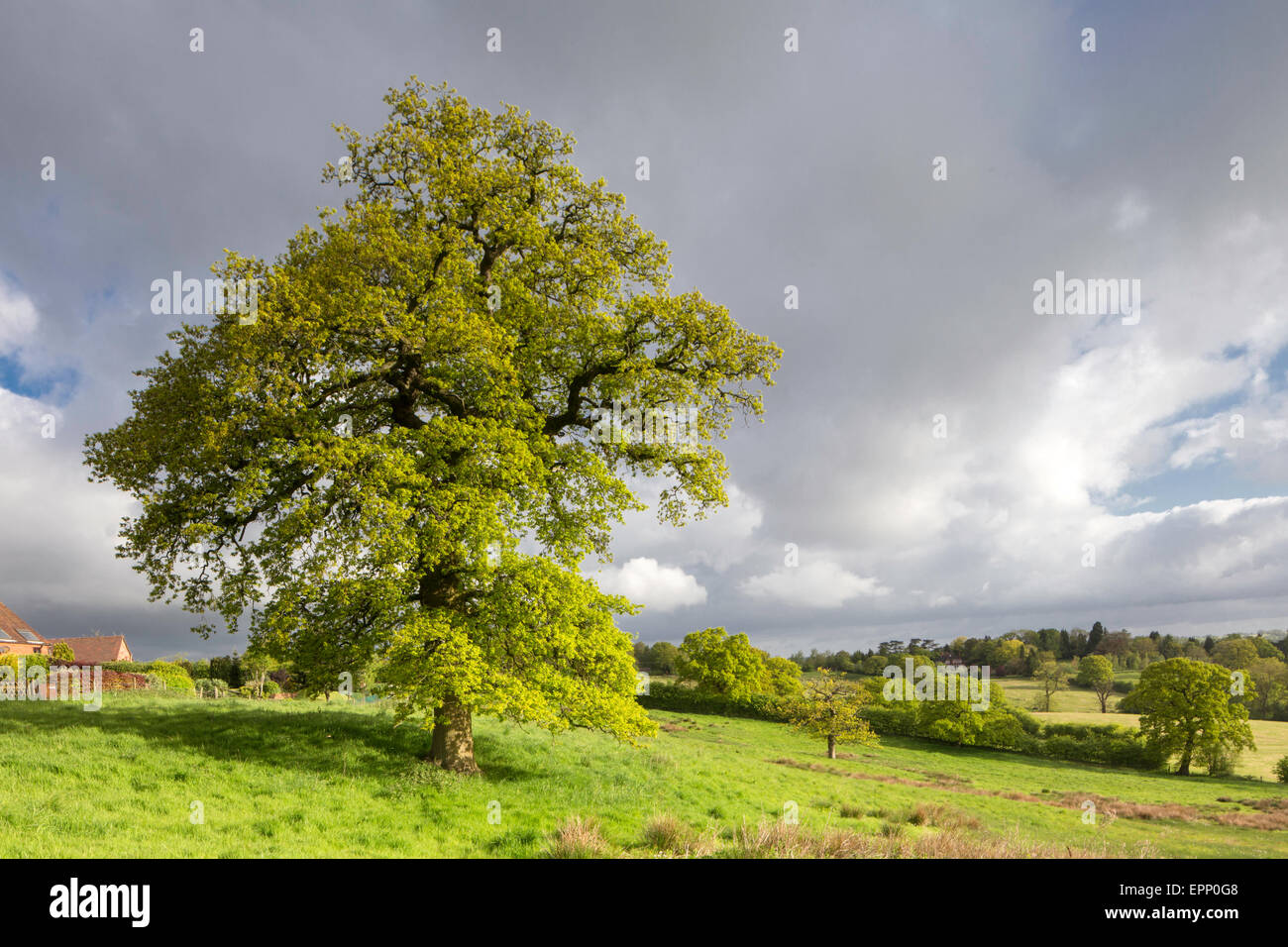 A Springtime morning across Worcestershire countryside near Alvechurch ...