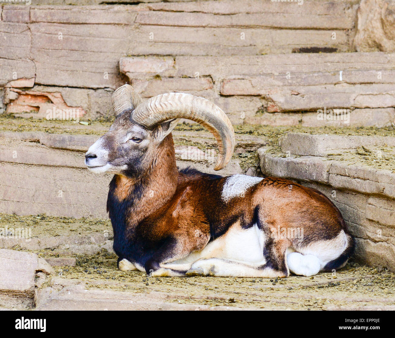 Ram on rocks hi-res stock photography and images - Alamy