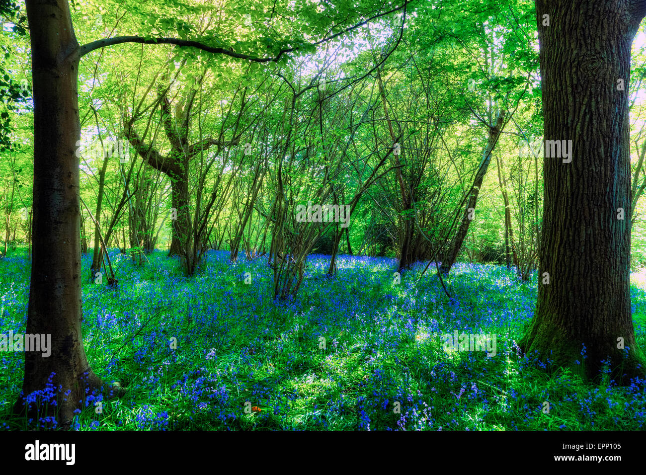 Bluebells in the New Forest, Hampshire, England, UK Stock Photo - Alamy
