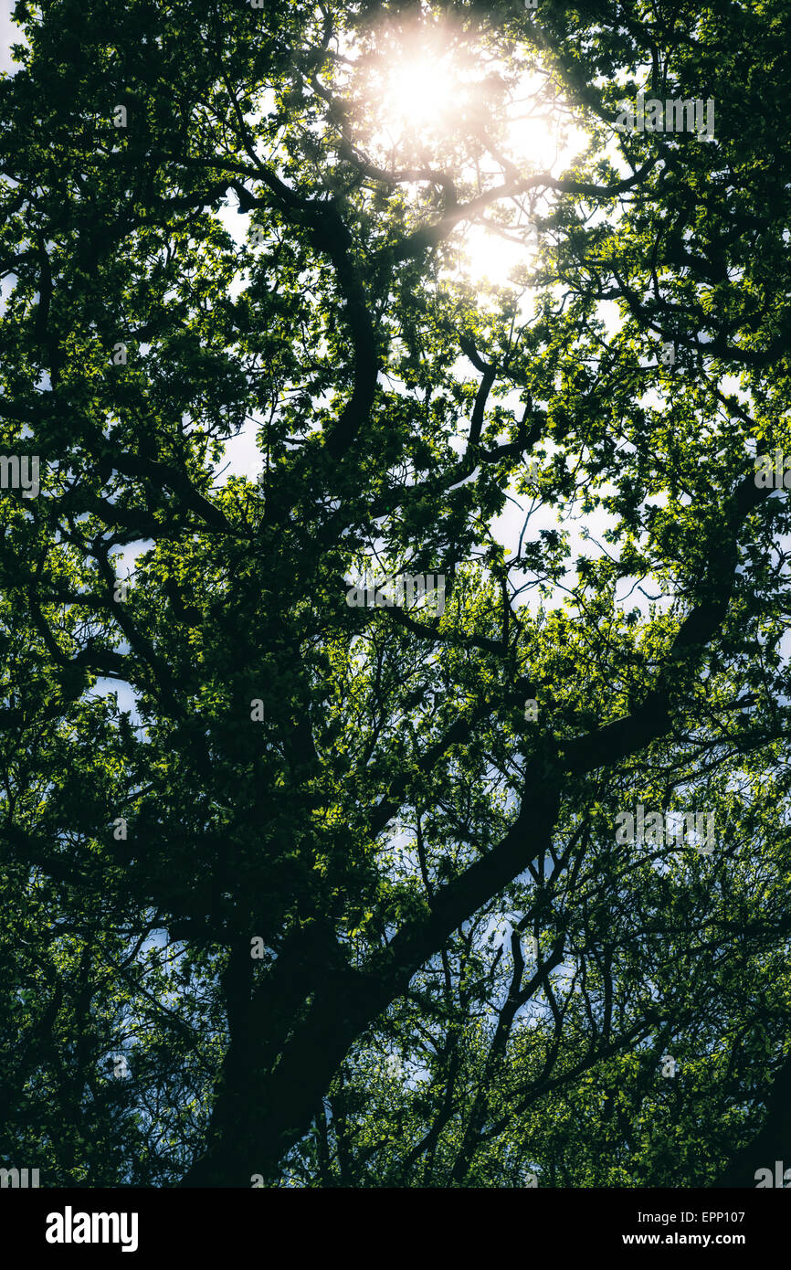 sunshine coming through the branches of a tree Stock Photo - Alamy