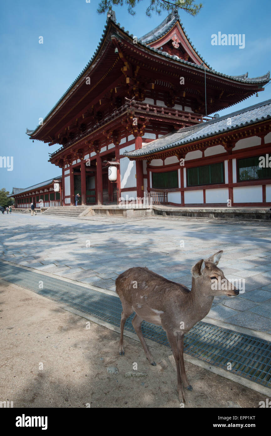 Nara park temple deer hi-res stock photography and images - Alamy