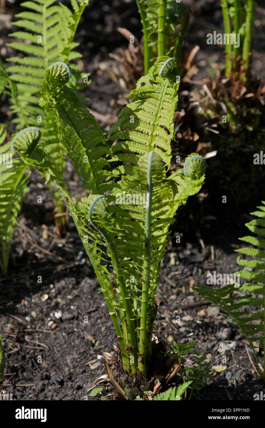 Australian tree fern hi-res stock photography and images - Alamy