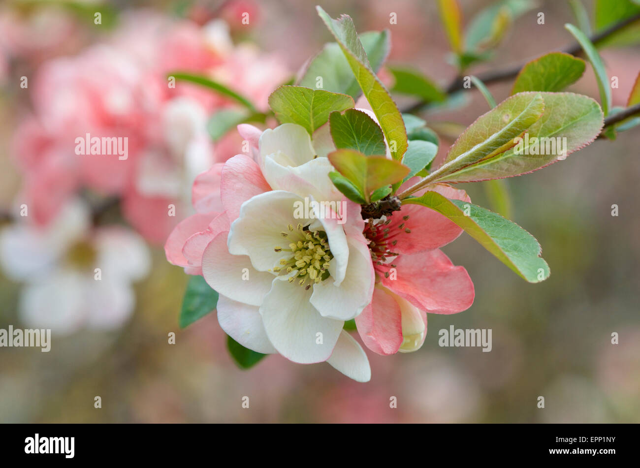 Japanese Quince-Chaenomeles- speciosa Moerloosei Stock Photo - Alamy