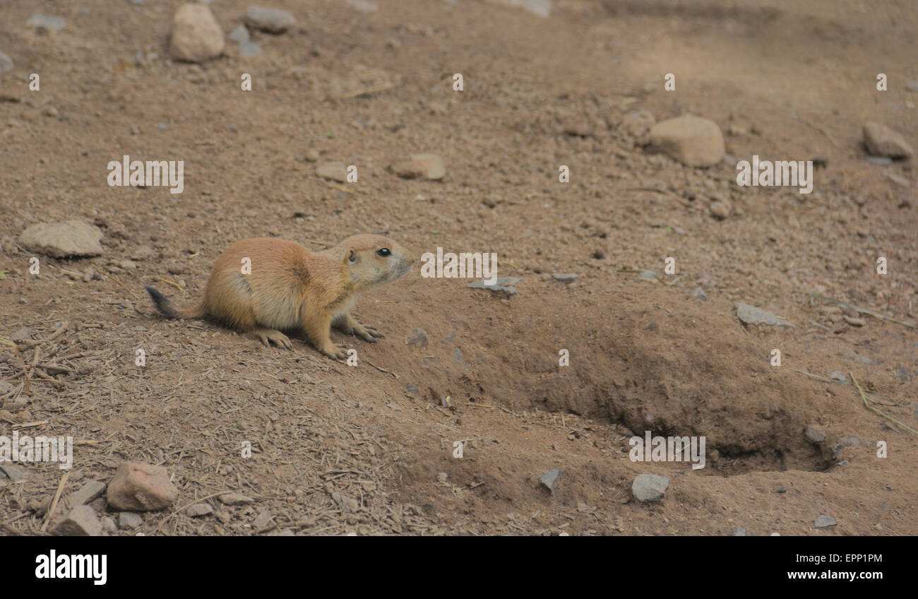 A prairie dog pup approaches his home Stock Photo - Alamy