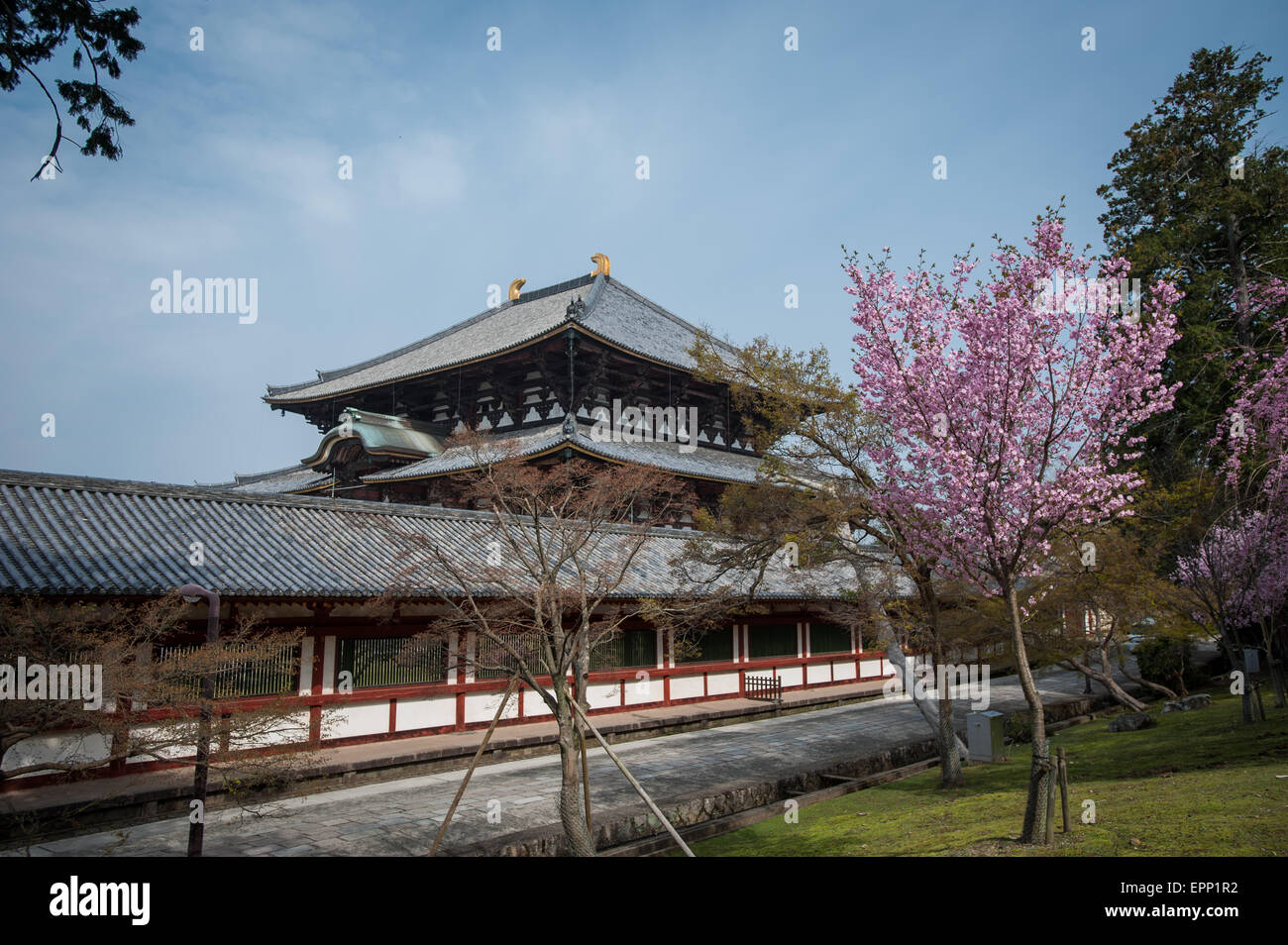 Nara Park in the Kansai region of Japan, during cherry blossoms season ...