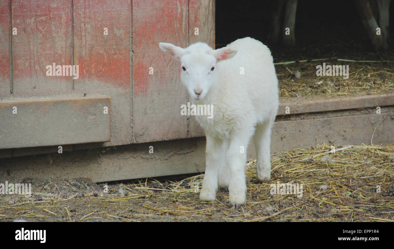 An adorable lamb outside of barn Stock Photo - Alamy