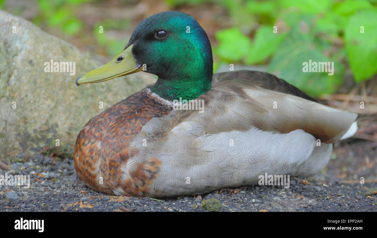 Duck chilling hi-res stock photography and images - Alamy