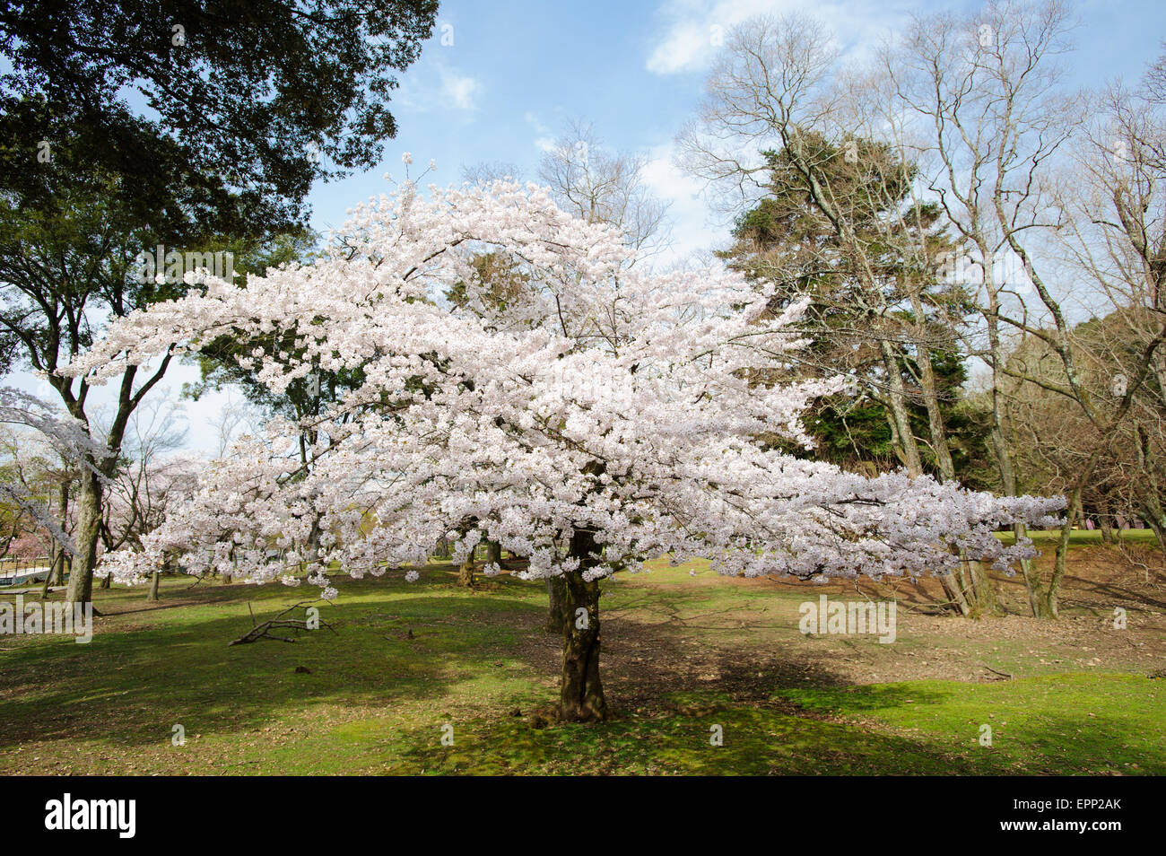 Nara Park in the Kansai region of Japan, during cherry blossoms season ...