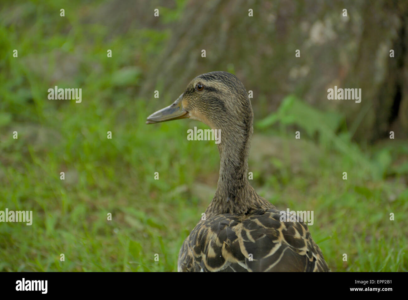 A brown duck walking away through the grass Stock Photo - Alamy