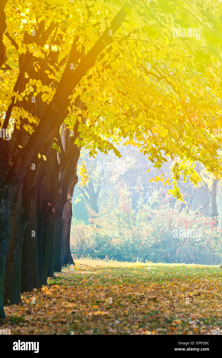 Giant maple leaf hi-res stock photography and images - Alamy
