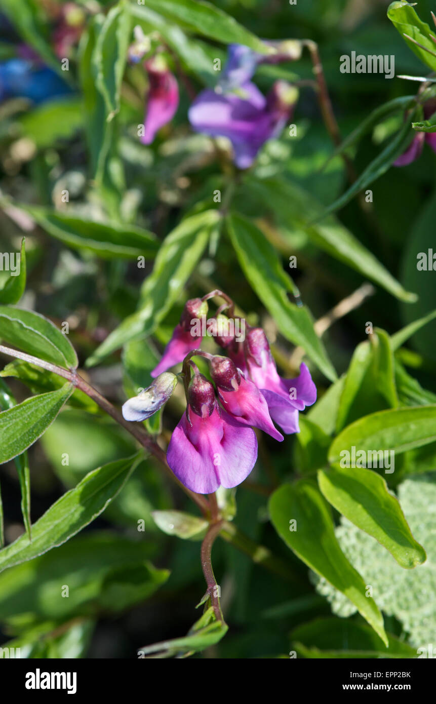 Lathyrus vernus or Spring Vetchling Stock Photo - Alamy