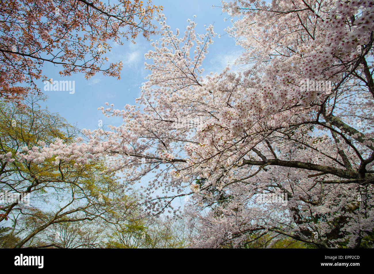 Nara Park in the Kansai region of Japan, during cherry blossoms season ...