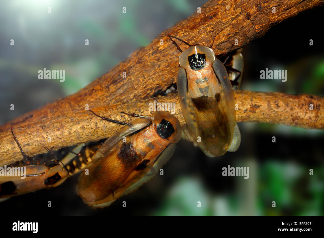 Several african cockroaches on a branch at night Stock Photo - Alamy