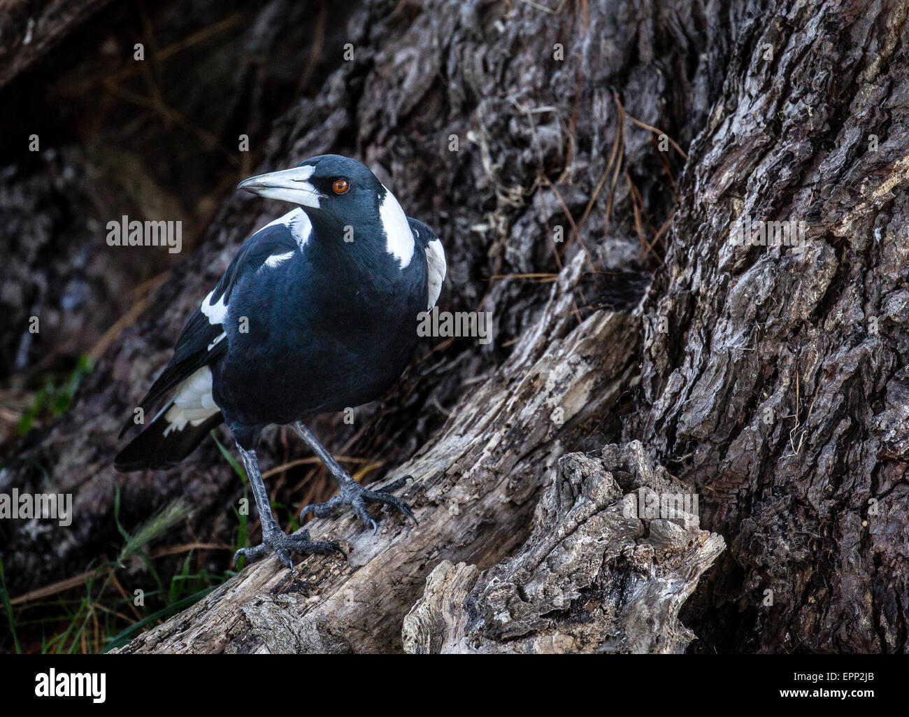 Australian magpie hi-res stock photography and images - Alamy