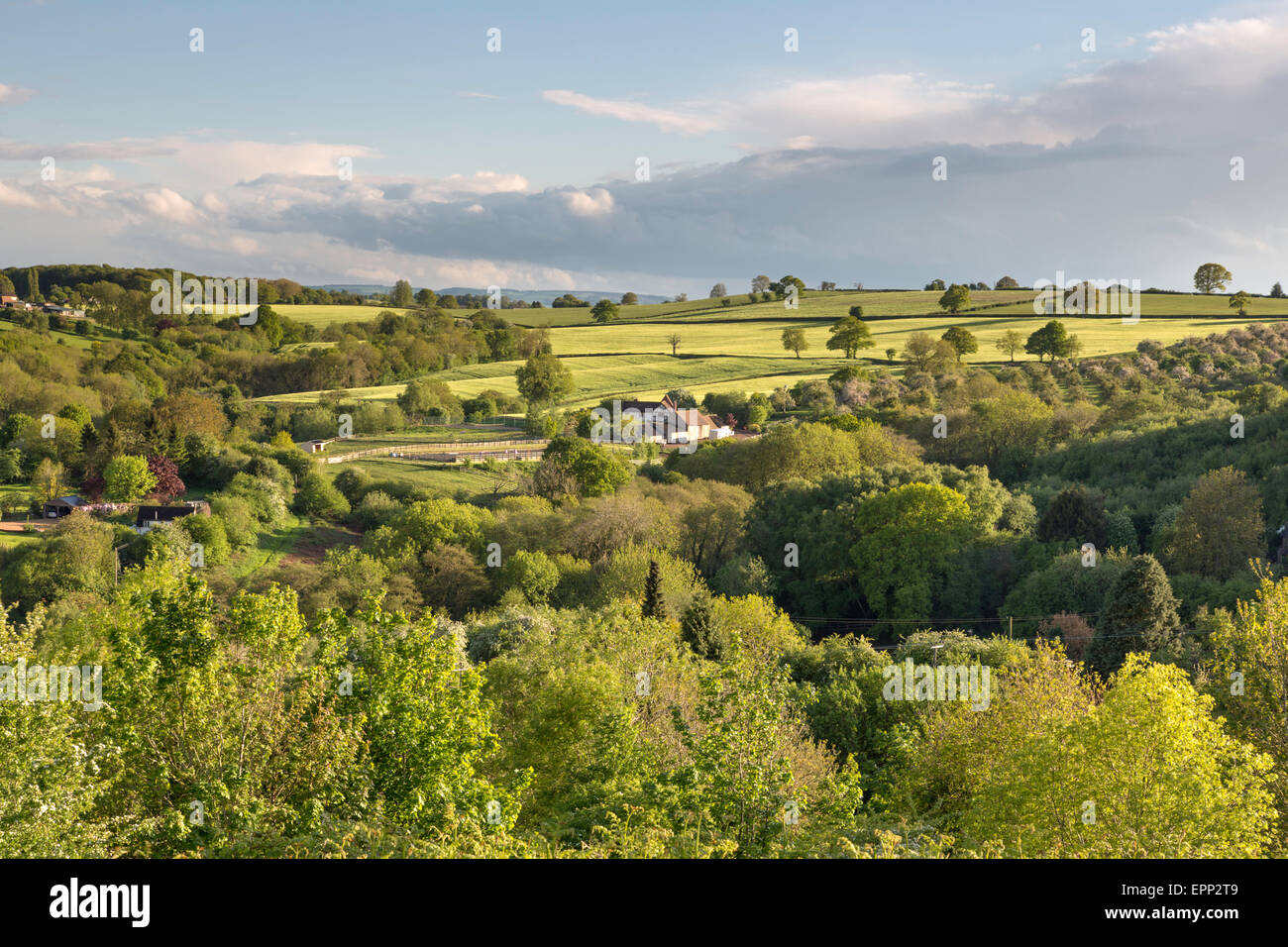 Late afternoon light across Bringsty Common, Worcestershire, England ...