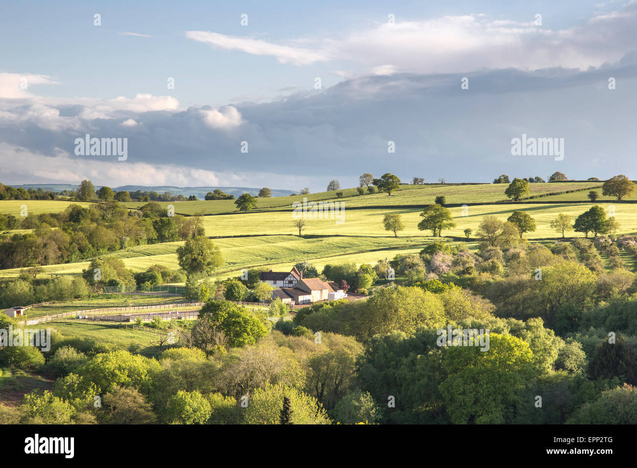 Late afternoon light across Bringsty Common, Worcestershire, England ...