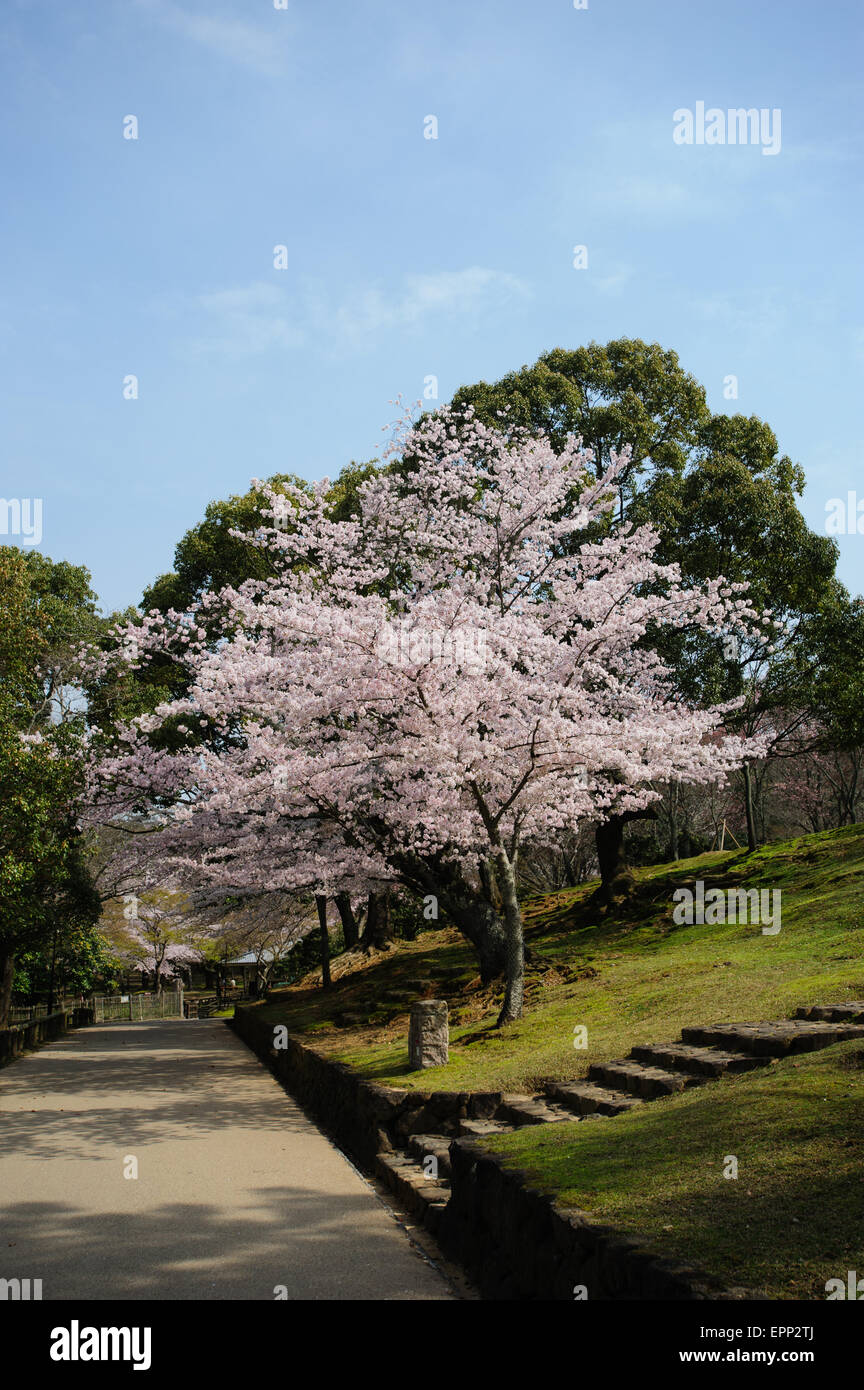 Cherry Blossom Season Nara park Japan Stock Photo - Alamy