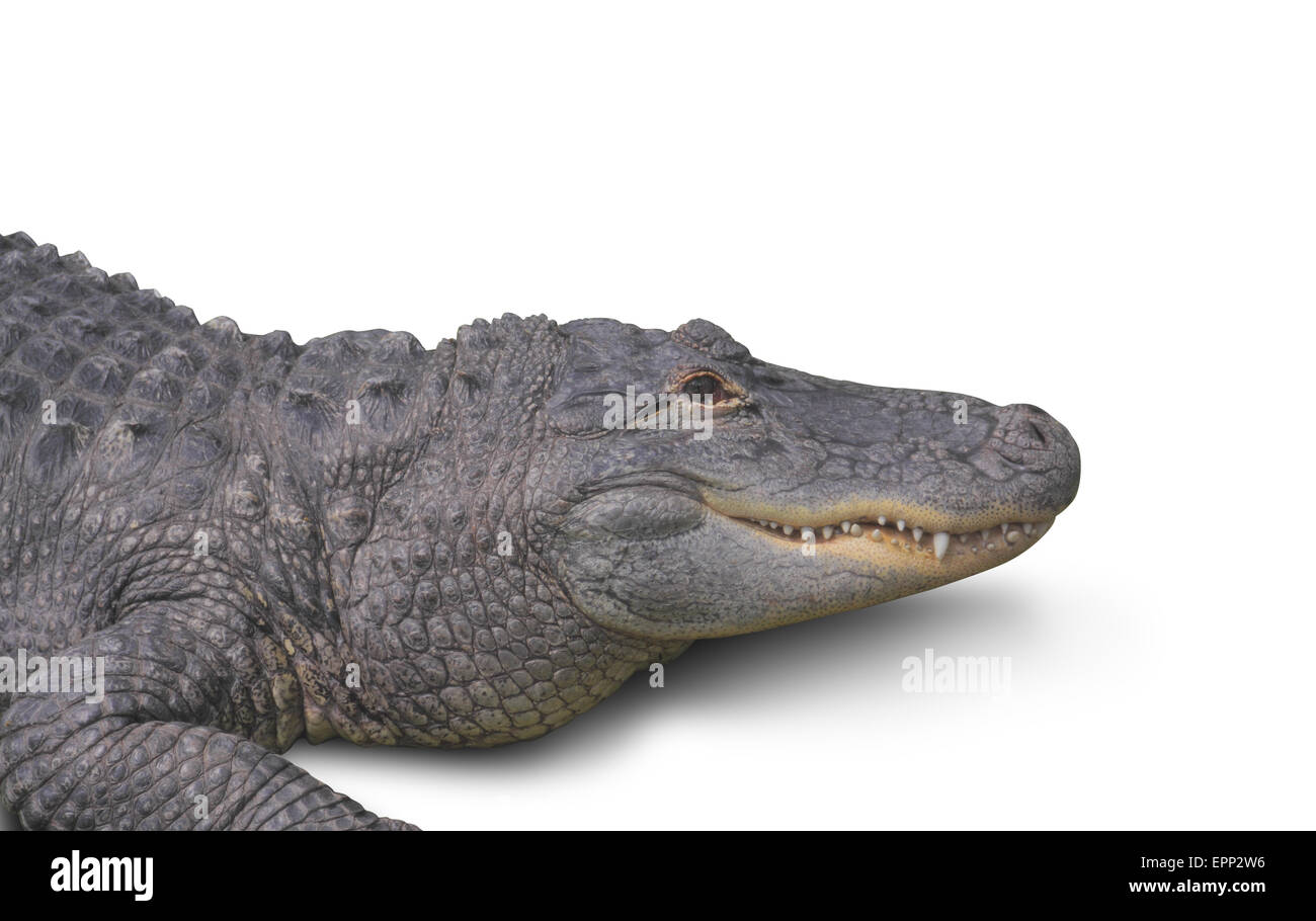 A Closeup of an Alligator isolated on white with mouth closed Stock ...