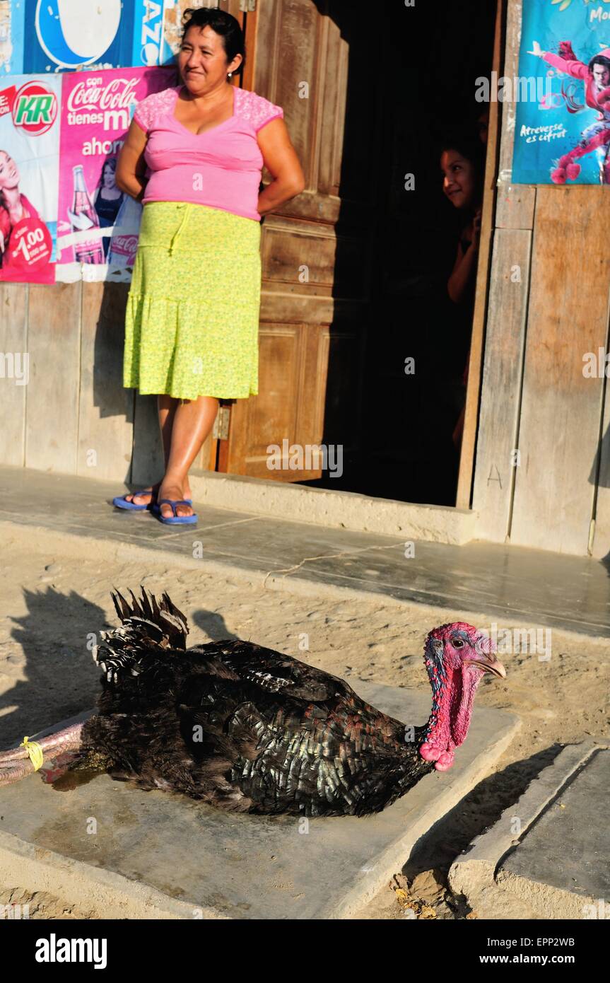 Turkey and peru hi-res stock photography and images - Alamy