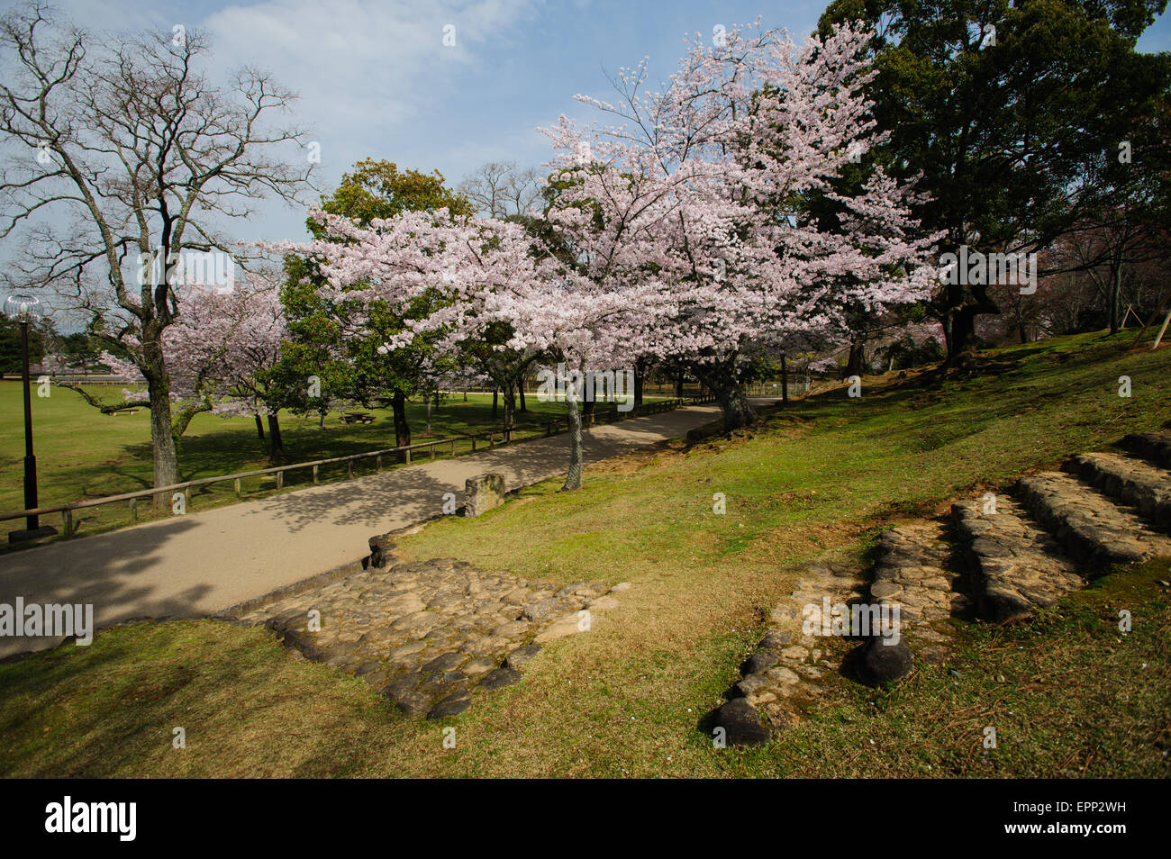 Nara Park in the Kansai region of Japan, during cherry blossoms season ...
