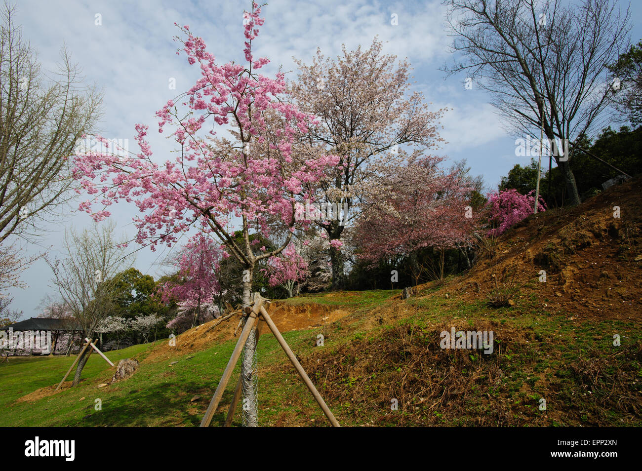 Nara Park in the Kansai region of Japan, during cherry blossoms season ...