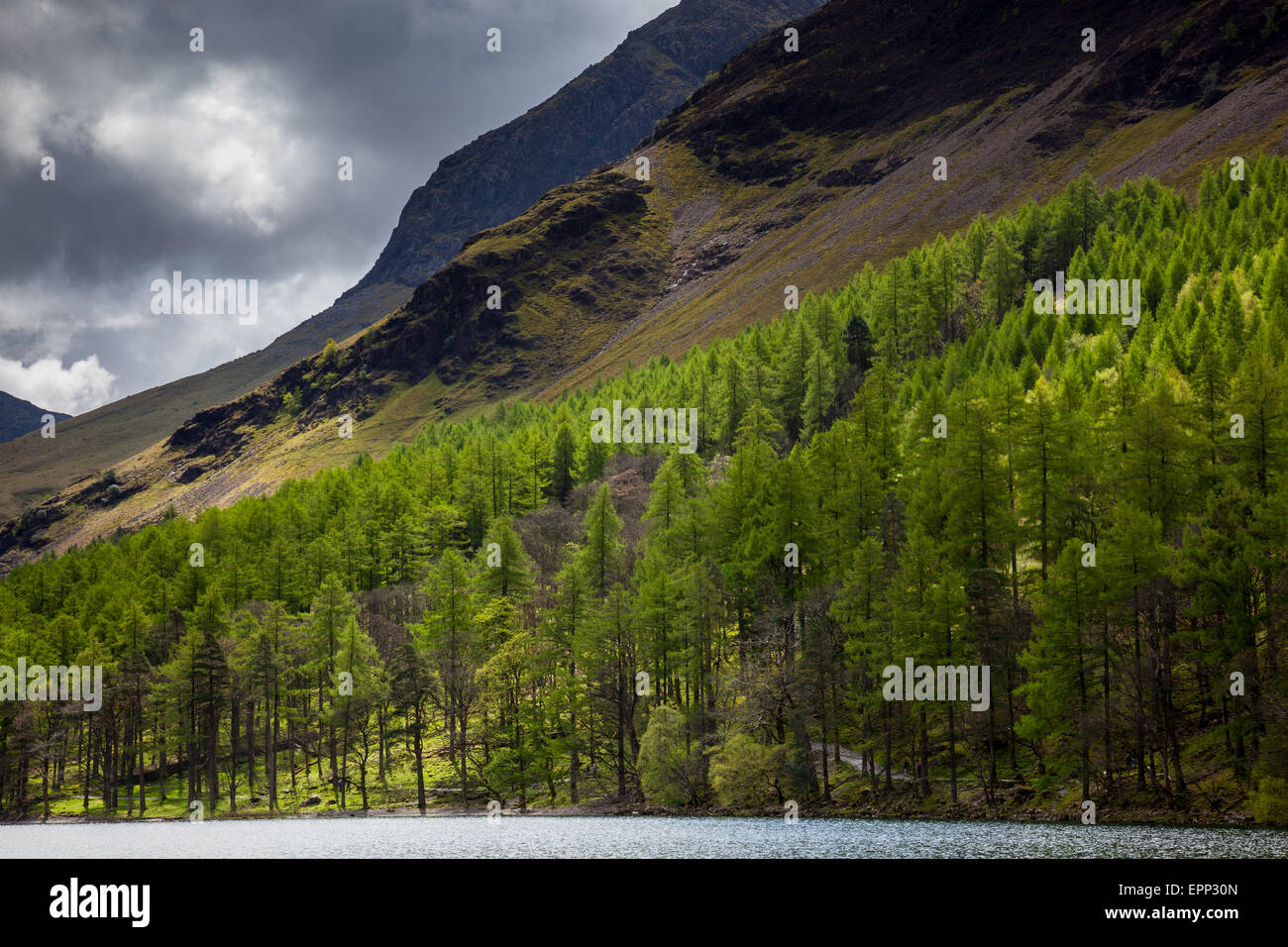 Gray flanks hi-res stock photography and images - Alamy