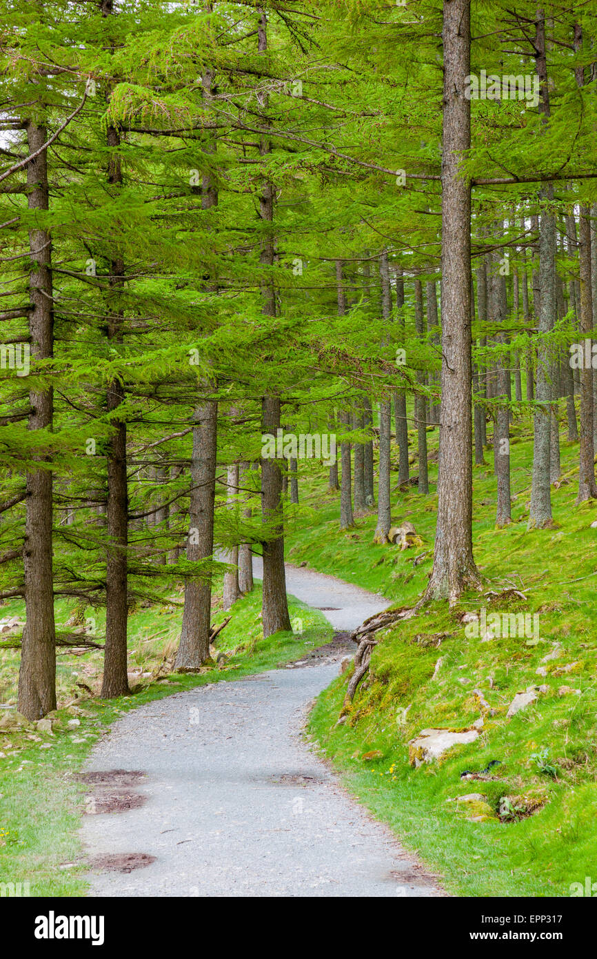 A path meanders through Burtness Woods on the flanks of High Stile ...