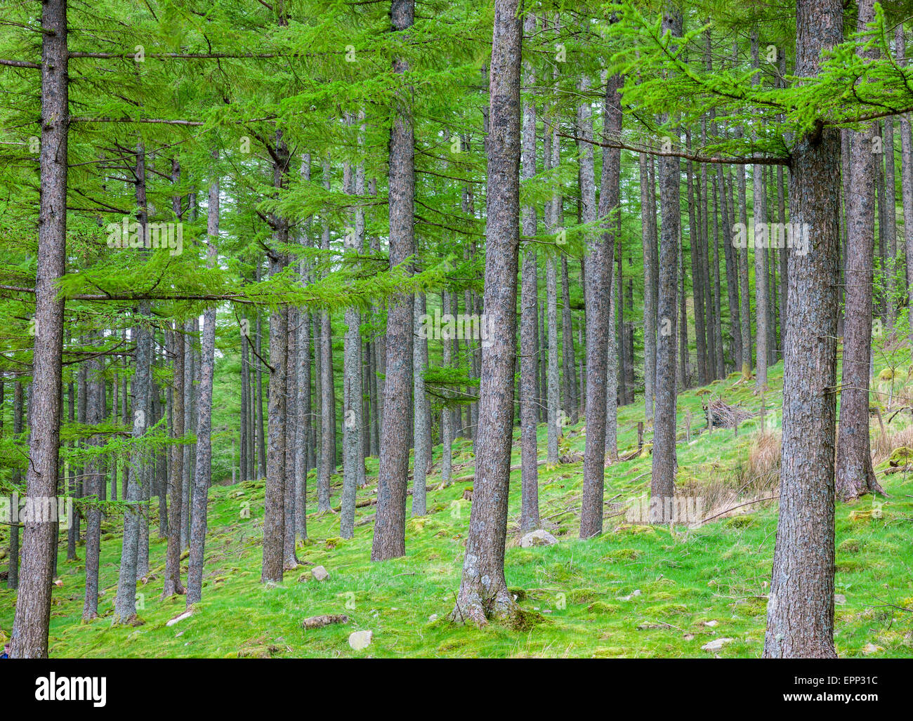 Straight stile hi-res stock photography and images - Alamy