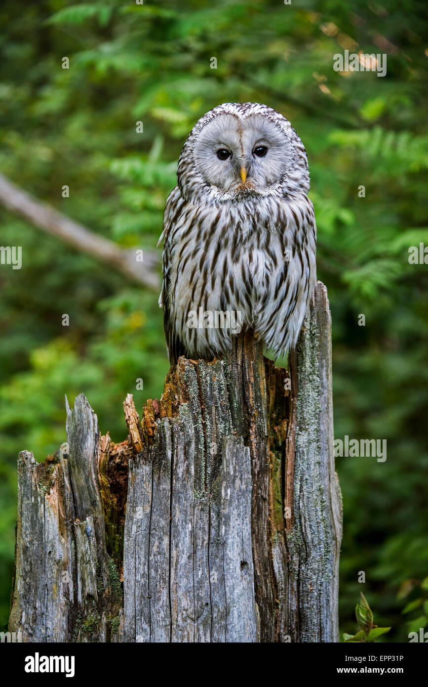 Tree stump forest hi-res stock photography and images - Alamy