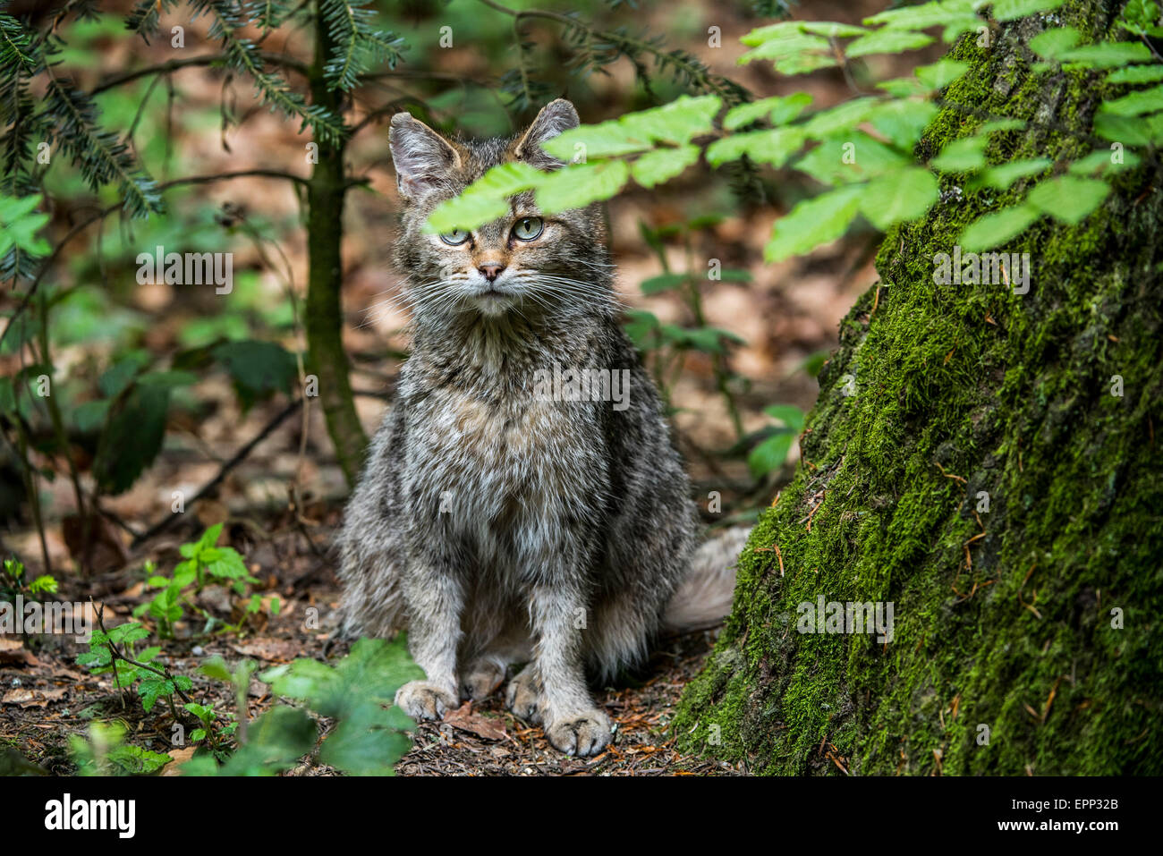 Scottish Wildcat Scotland High Resolution Stock Photography and Images ...