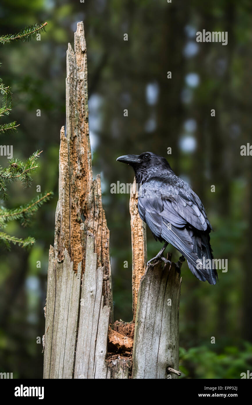 Common raven / northern raven (Corvus corax) perched on tree stump in ...