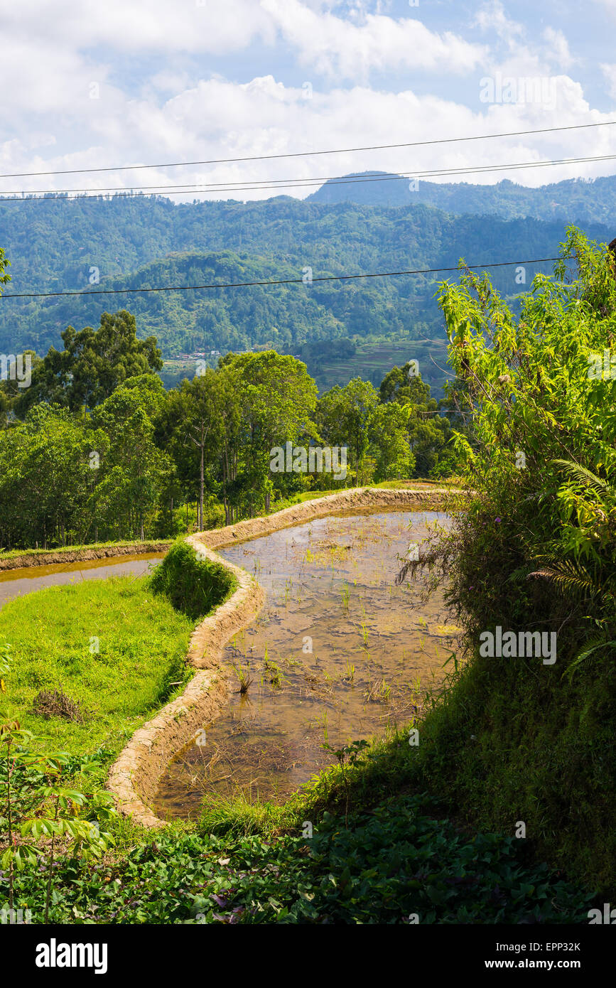 Stunning landscape of rice fields on the mountains of Batutumonga, Tana ...