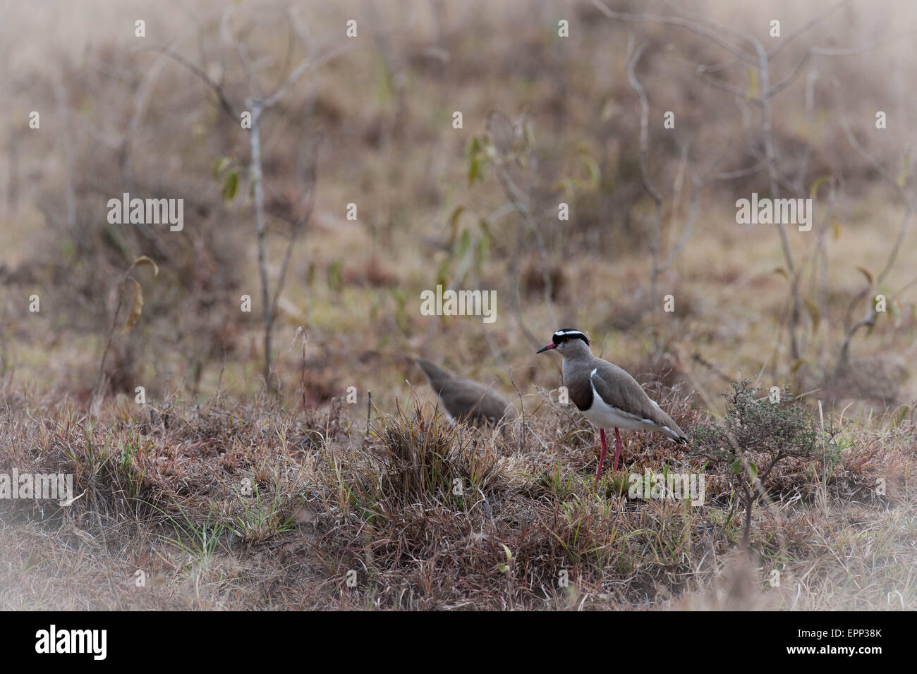 birds in the Masai Mara Stock Photo - Alamy