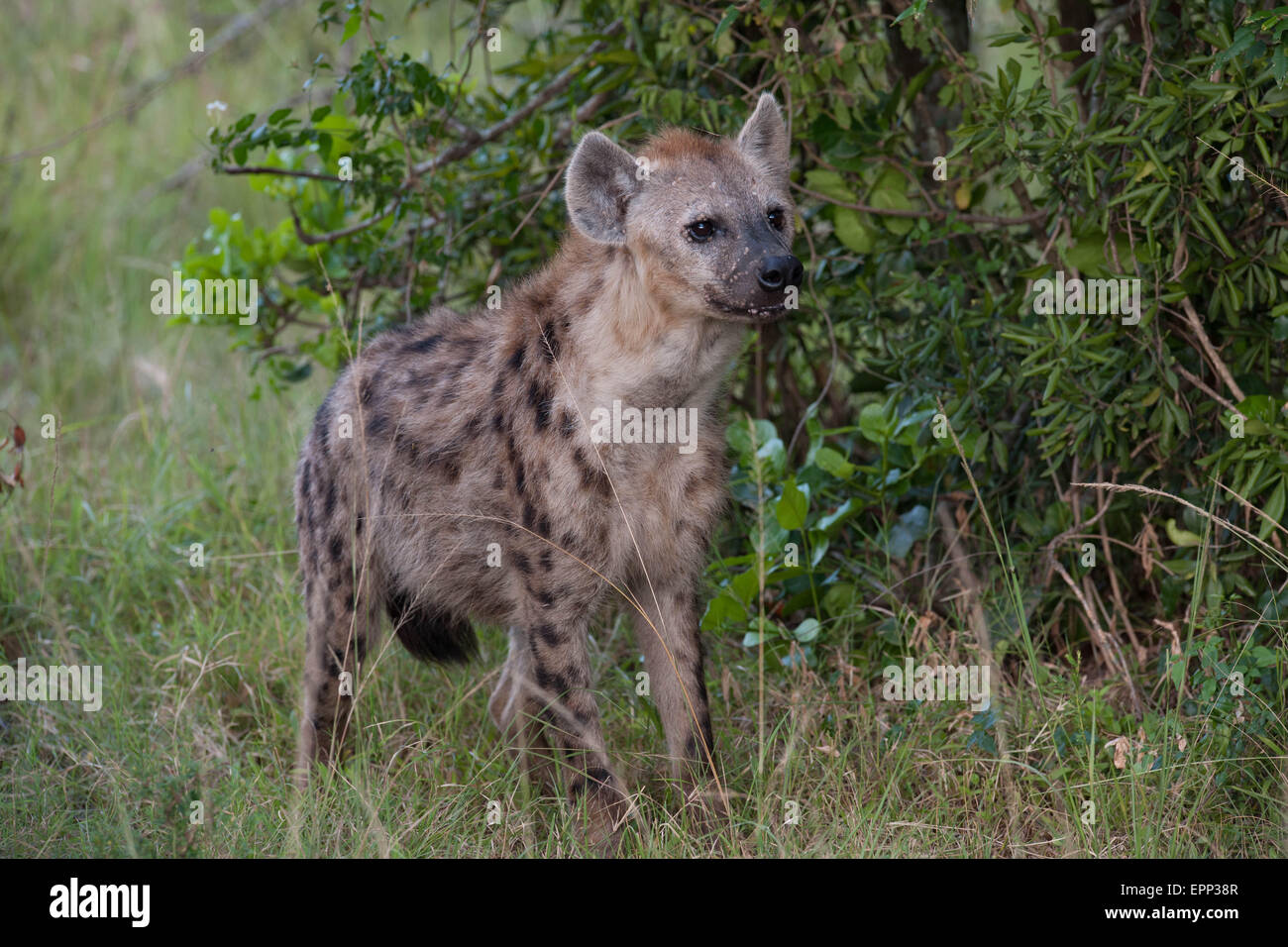 hyenas in the savanna of Africa Stock Photo - Alamy