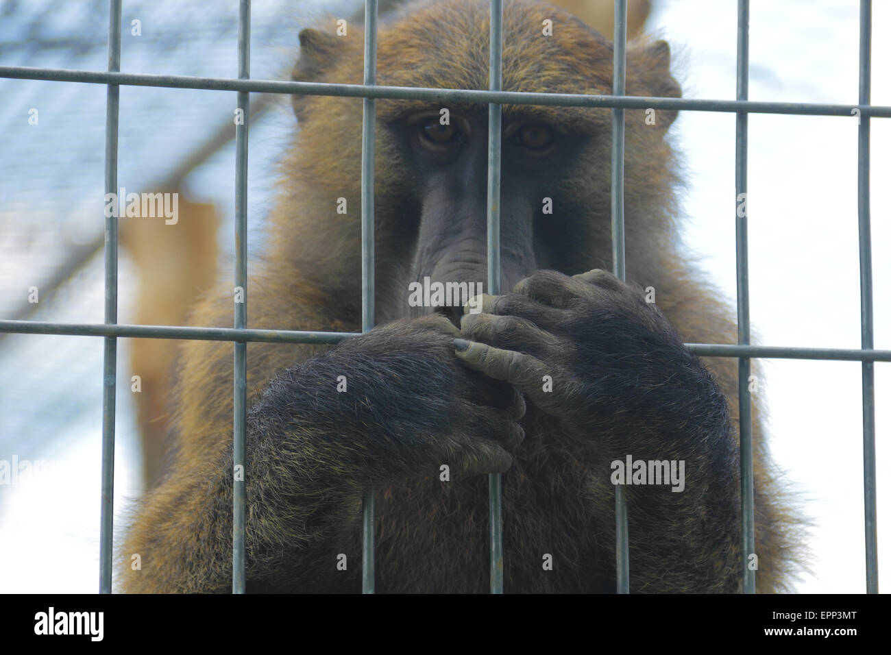 A sad baboon covering his mouth in a cage Stock Photo - Alamy