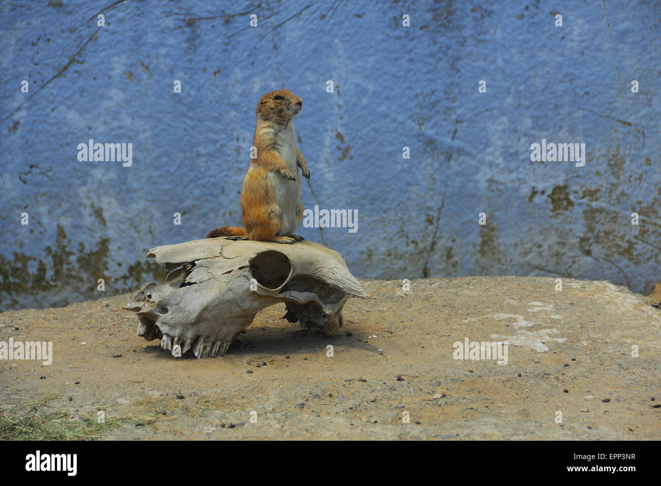 Domestic cow skull hi-res stock photography and images - Alamy