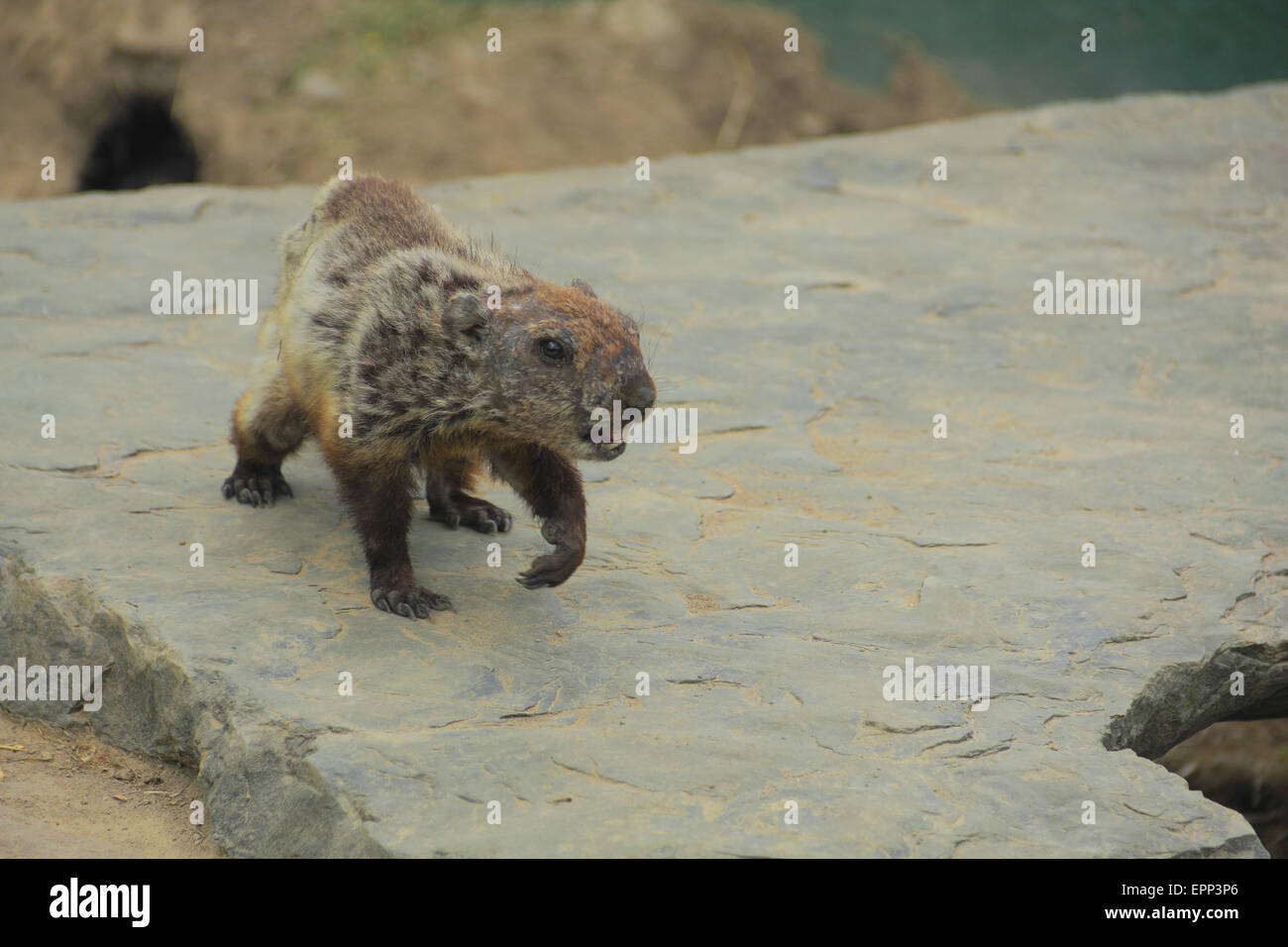A scary groundhog is ready to fight Stock Photo - Alamy
