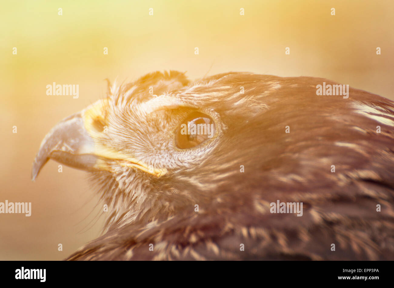 Hawk eye close-up Stock Photo - Alamy