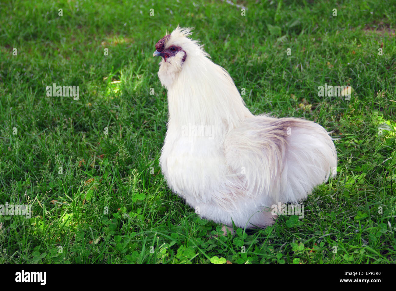 Chicken bird full body hi-res stock photography and images - Alamy