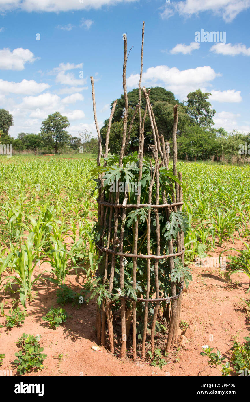 Tree saplings africa hi-res stock photography and images - Alamy